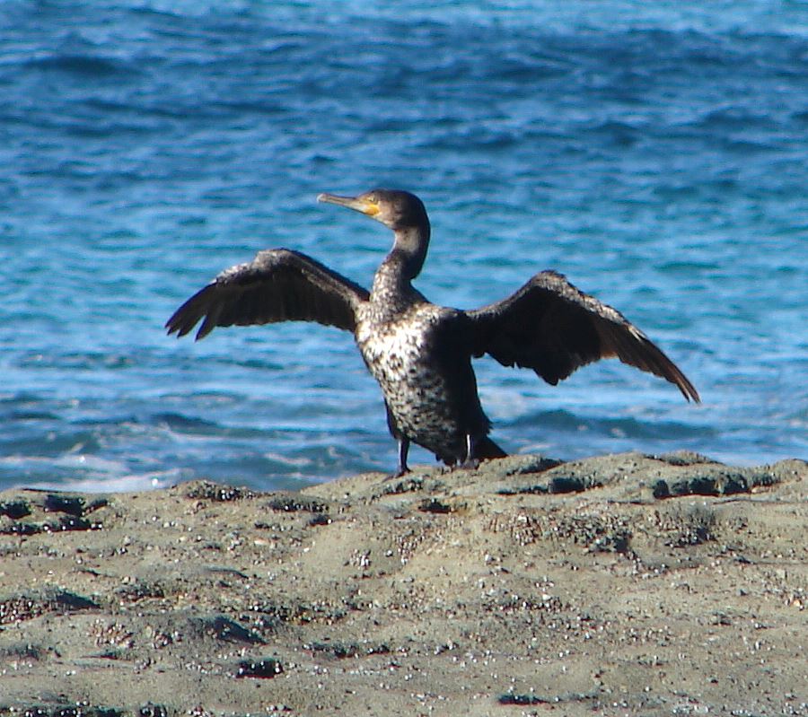 Snap Happy Birding: Cormorants - Pelican Point, Central Coast