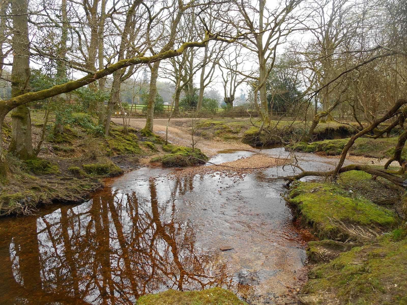 Nature Notes and Observations: Hasley Enclosure