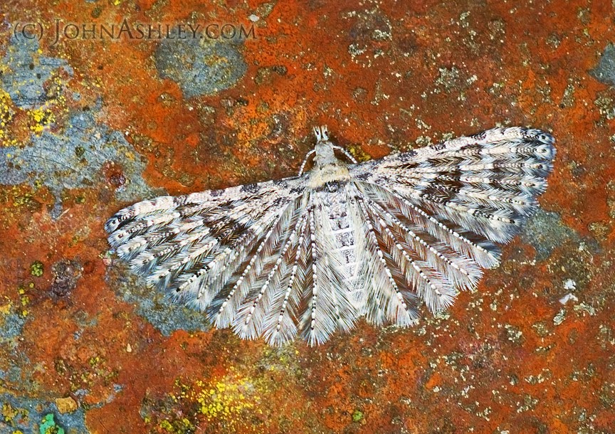Wild and Free Montana: Montana Six-plumed Moth