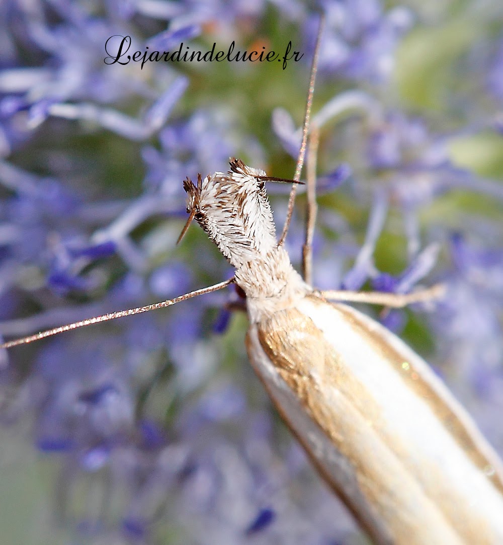 Pleurota aristella :des palpes labiaux en guise de chapeau!