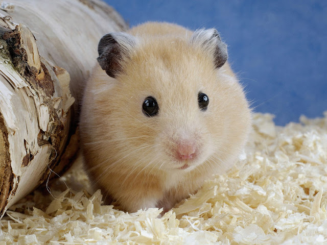Hamster | The Biggest Animals Kingdom