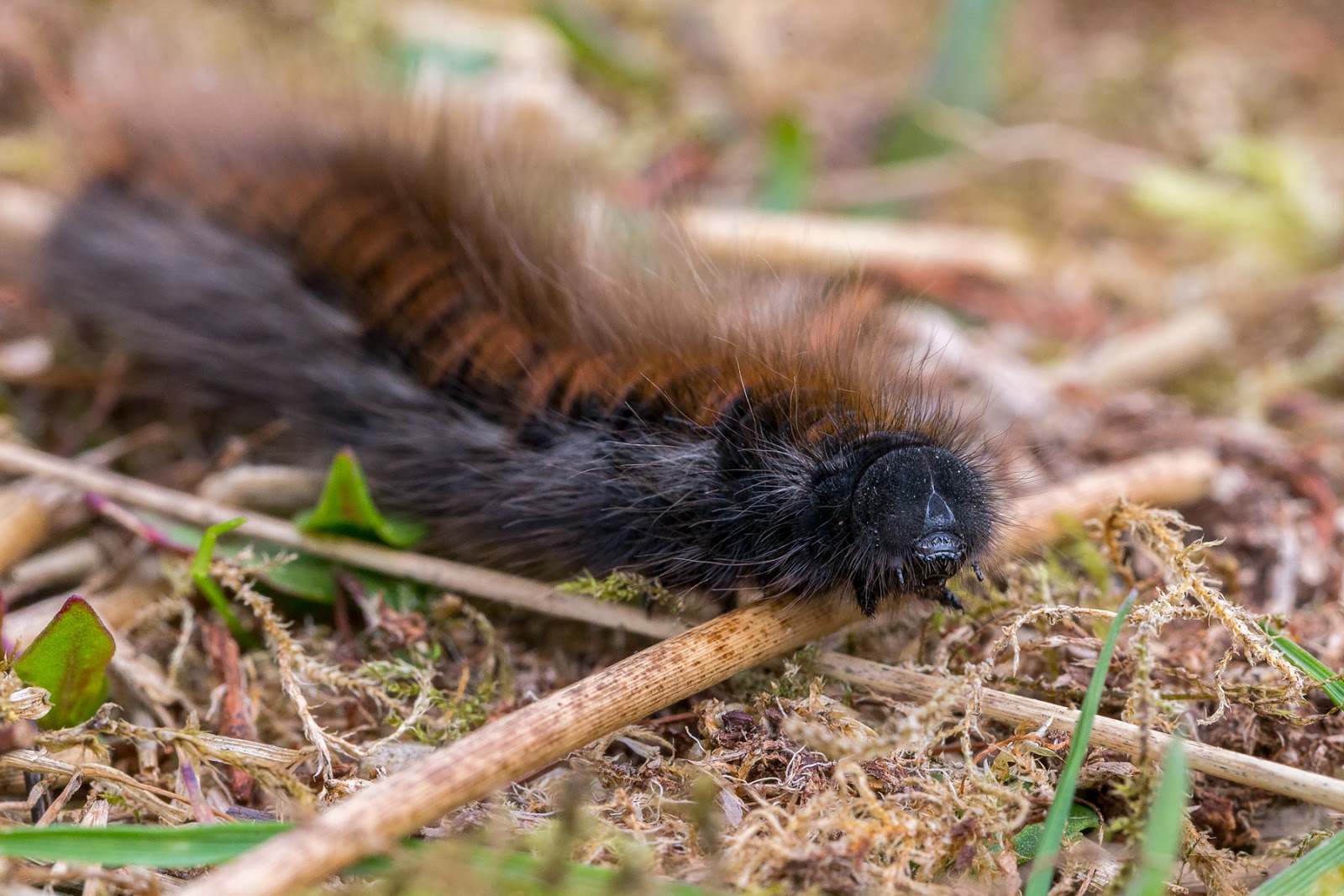 Darley Dale Wildlife: Fox Moth larva - Beeley Moor