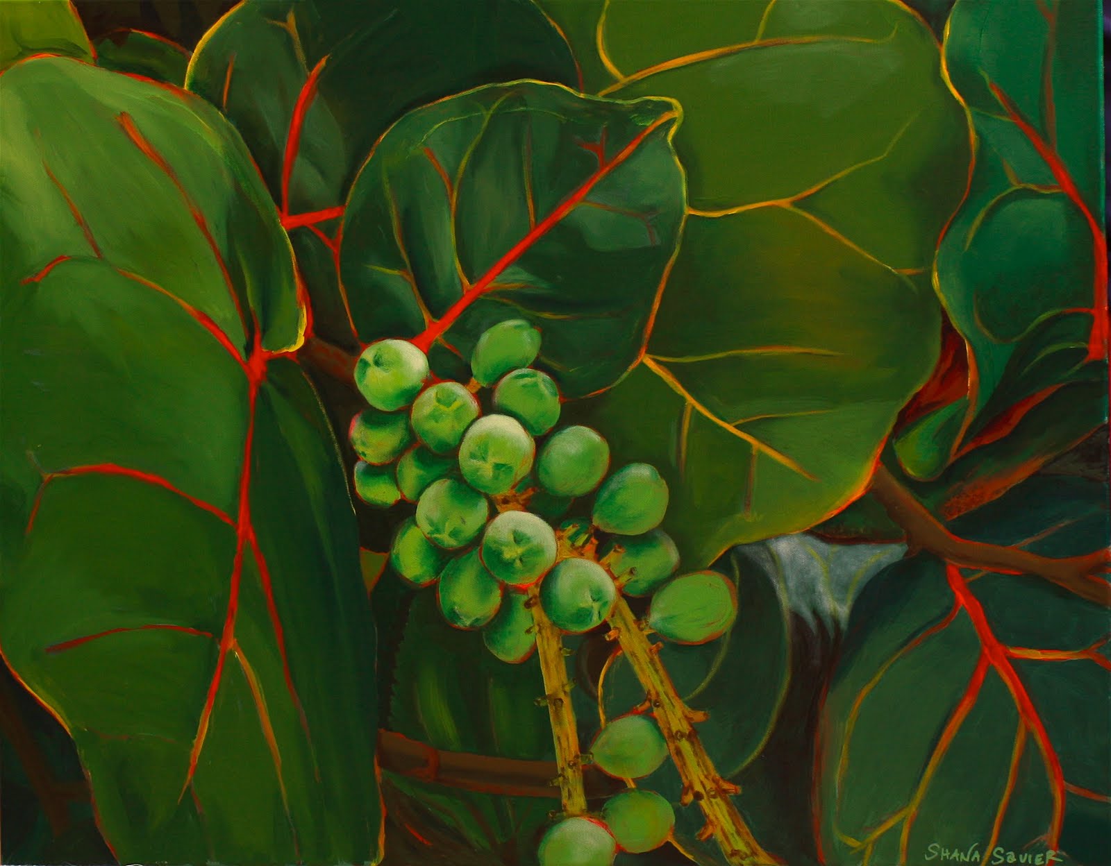 Shana Squier Fine Art: SOLD! "Sea Grapes I"
