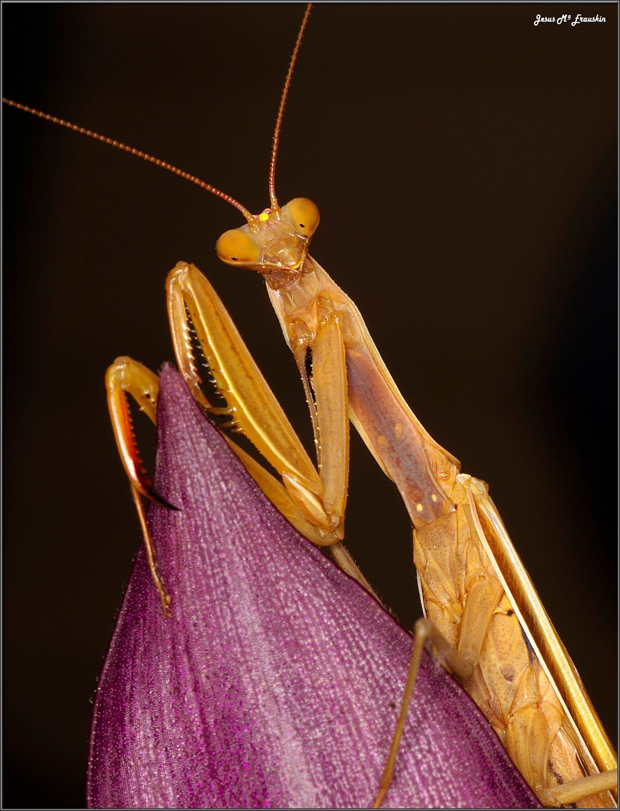 Blog de Jesus Mari Erauskin: MANTIS RELIGIOSA