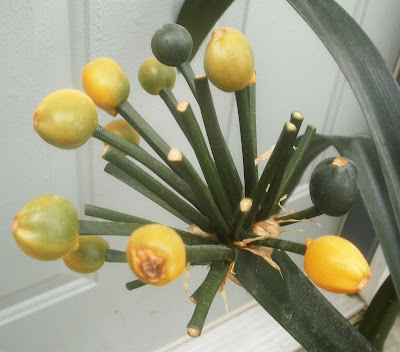 Plants are the Strangest People: Random plant event: Clivia 'Aztec Gold'