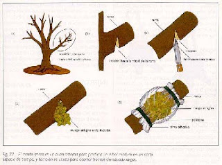 PROPAGACION DE PLANTAS UNAH-CURLA