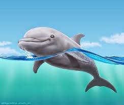 CLASA NOASTRĂ: Delfinul - mit si realitate