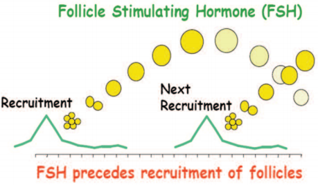 The Oestrus/Estrus Cycle - Vet in Training