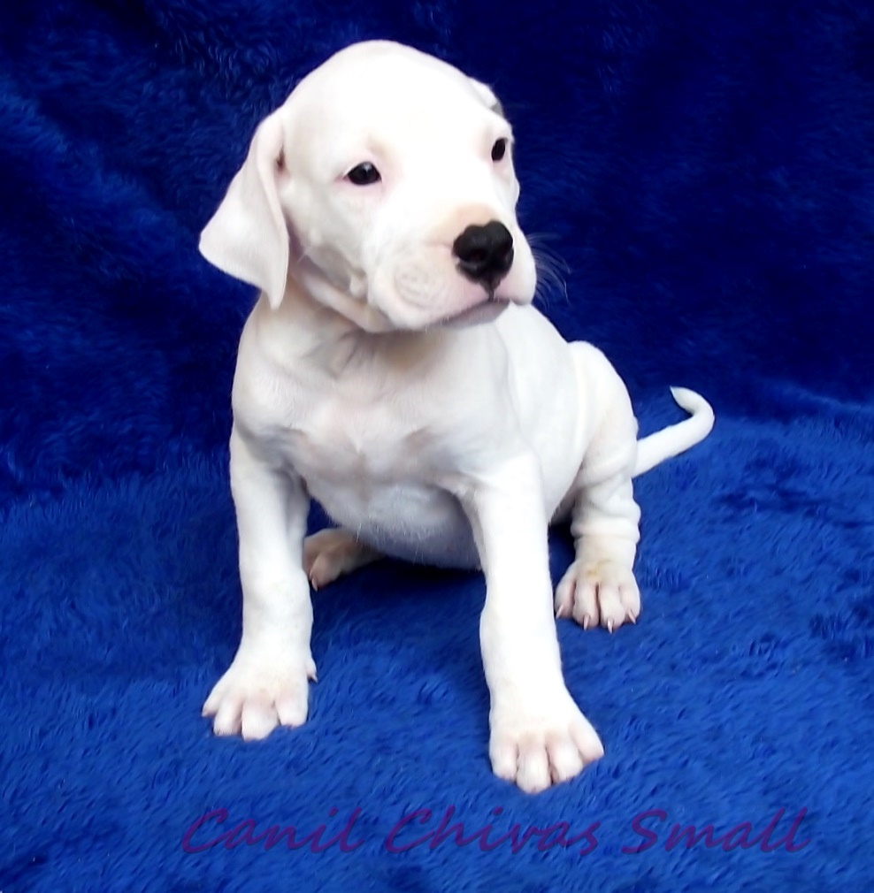 Canil Chivas Small: Filhotes de DOGO ARGENTINO
