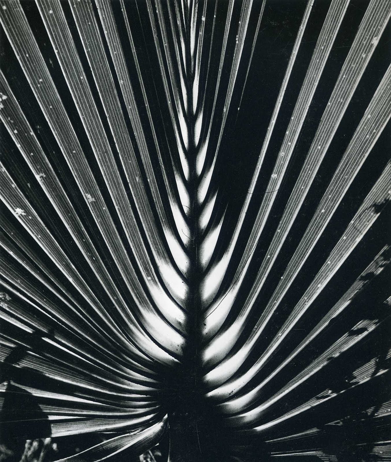 THE PHOTOGRAPHY FILES: Brett Weston