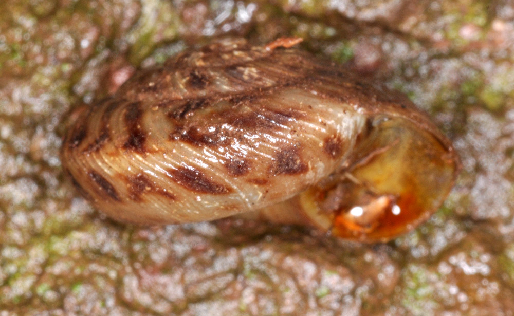 Land Snails and Slugs of Pennsylvania and New York: Instead of Looking ...