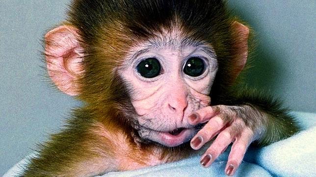 El diario de un científico. : «Andi», el primer mono transgénico de la ...