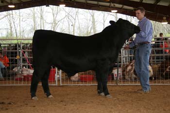 Kentucky Angus Association: 2012 KDA Preview Winners