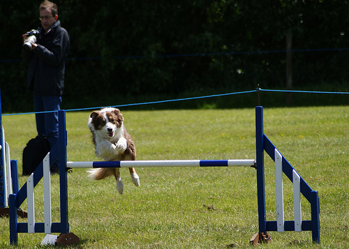 A Dog's Life: THE AGILITY RULE MAKERS AND REGULATORS