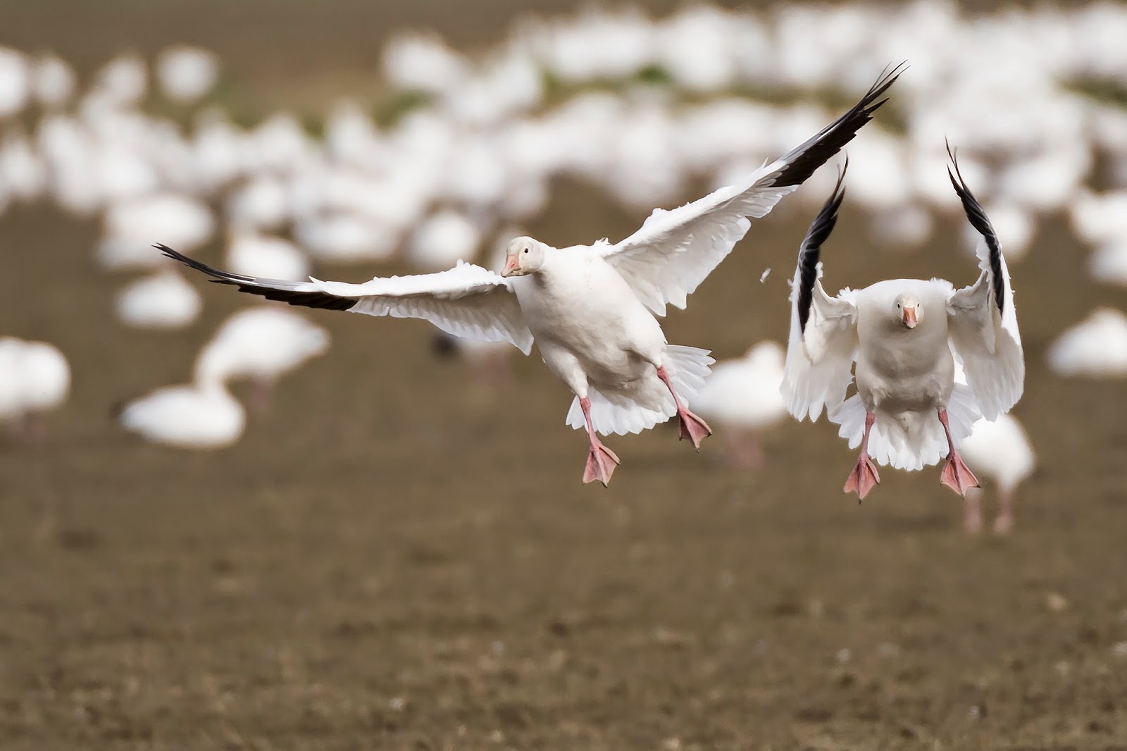 Shoreline Area News: Beautiful birds: Doug Parrott photography