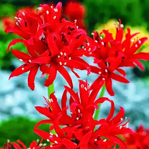 HOW TO GROW NERINE SARNIENSIS |The Garden of Eaden
