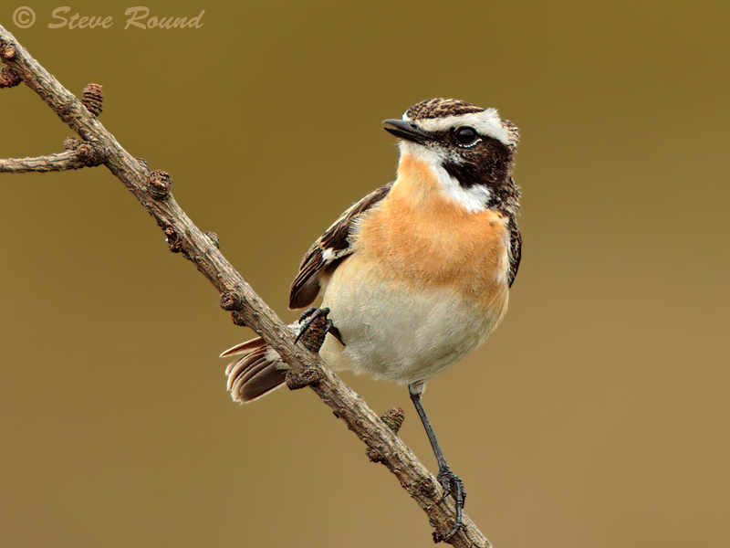 Steve Round Wildlife Photography: Chatting on the Moors