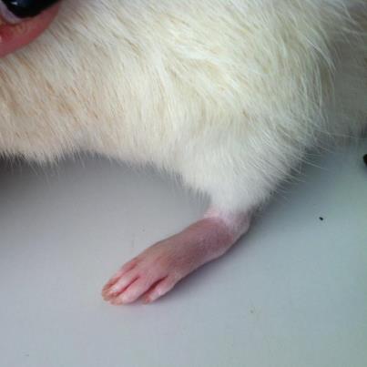 Rat: Rat Feet