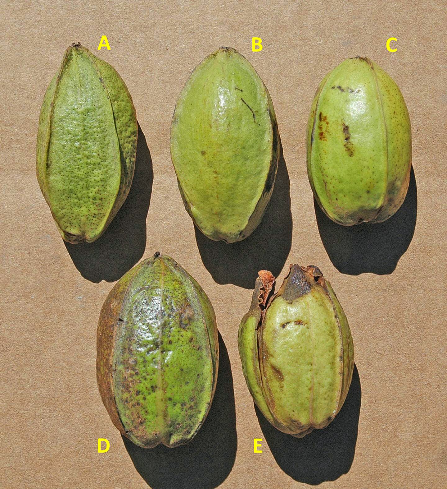 Northern Pecans: Don't judge a pecan by its cover