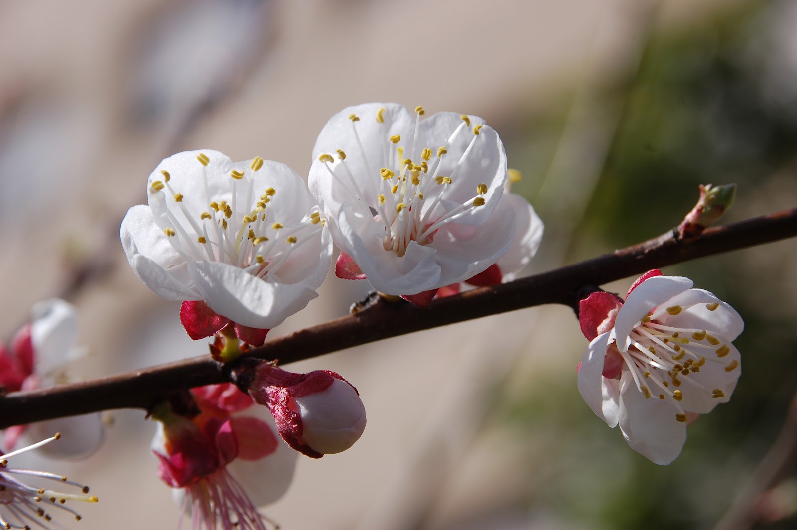 I See a Rod of the Wakeful Tree -Hasten to My Word