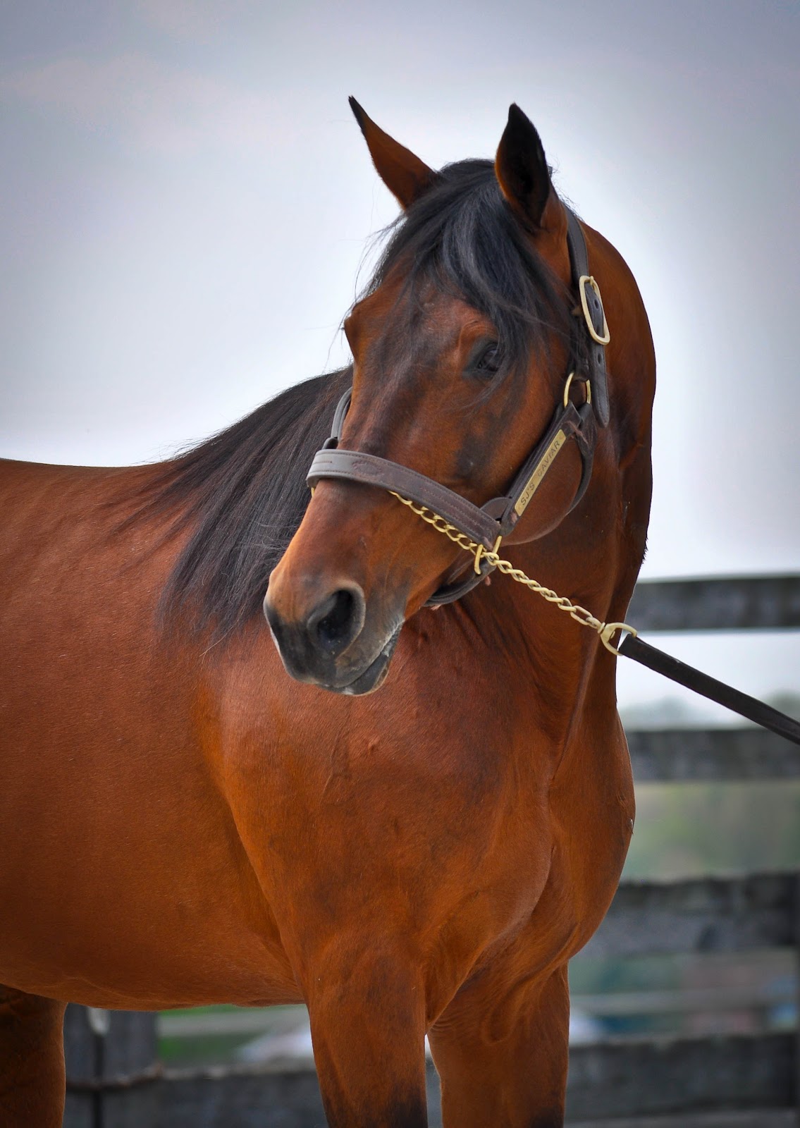 . Sarafina Photography: Standardbred Horses at Hanover Shoe Farms ...