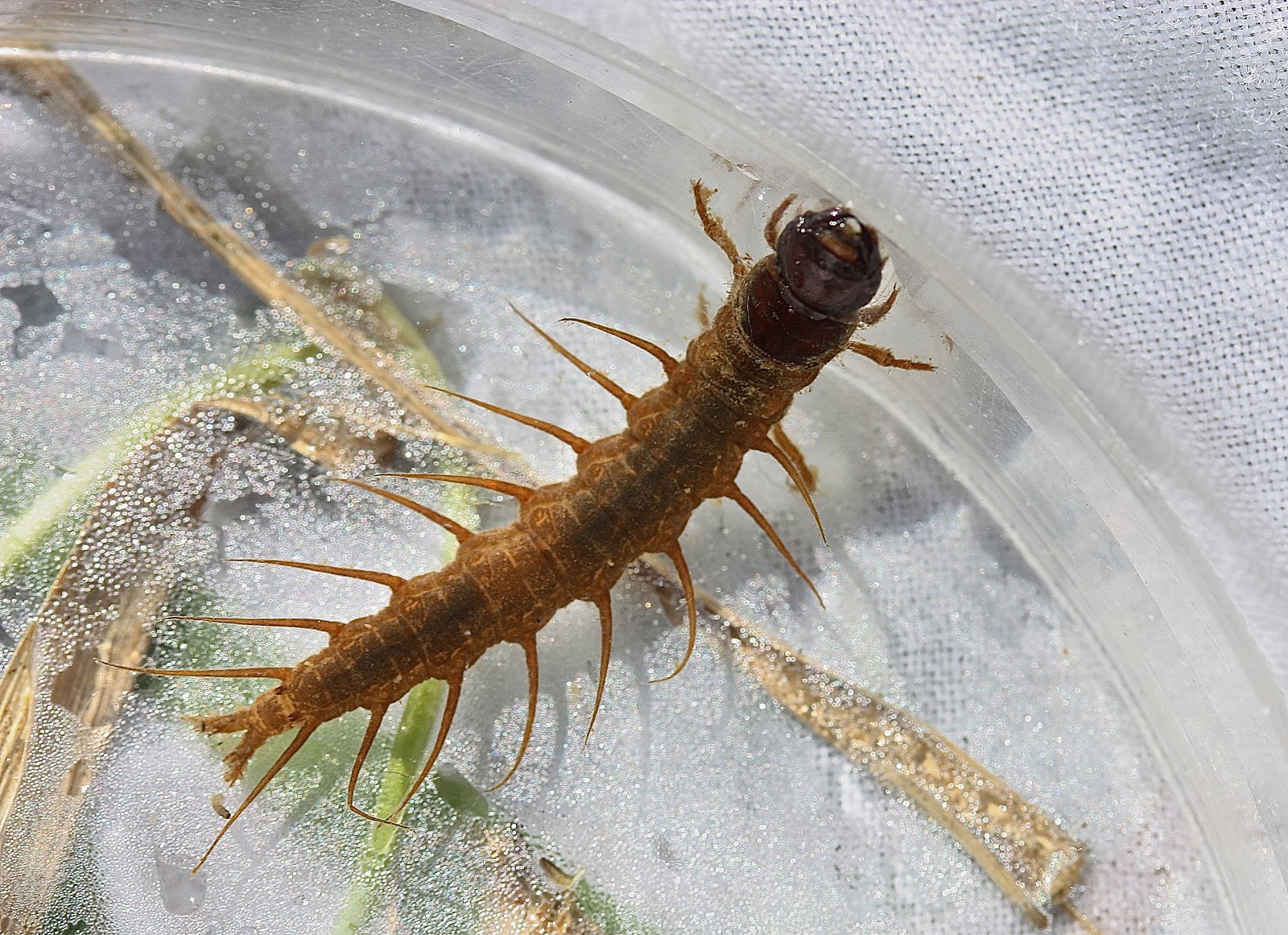 Aquatic Insects of Central Virginia: One strange looking Hellgrammite ...