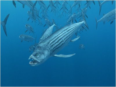 Xiphactinus | Ikessauro