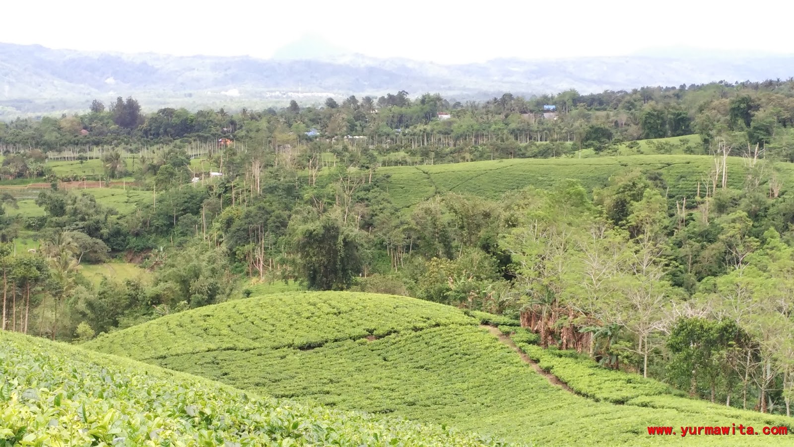 Green Wisata Kebun Teh Kabawetan, Bengkulu - Yurmawita's Blog