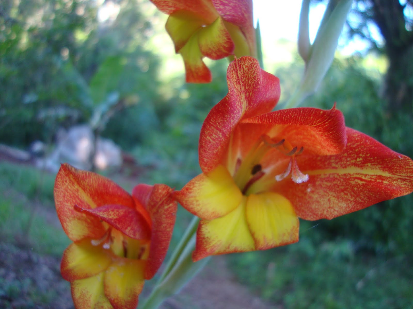 Mama Roja: Sustainable Living : smiling flowers pokey bugs october