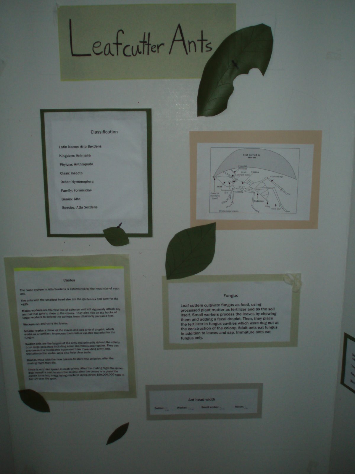 Two Kid Schoolhouse: The ant project