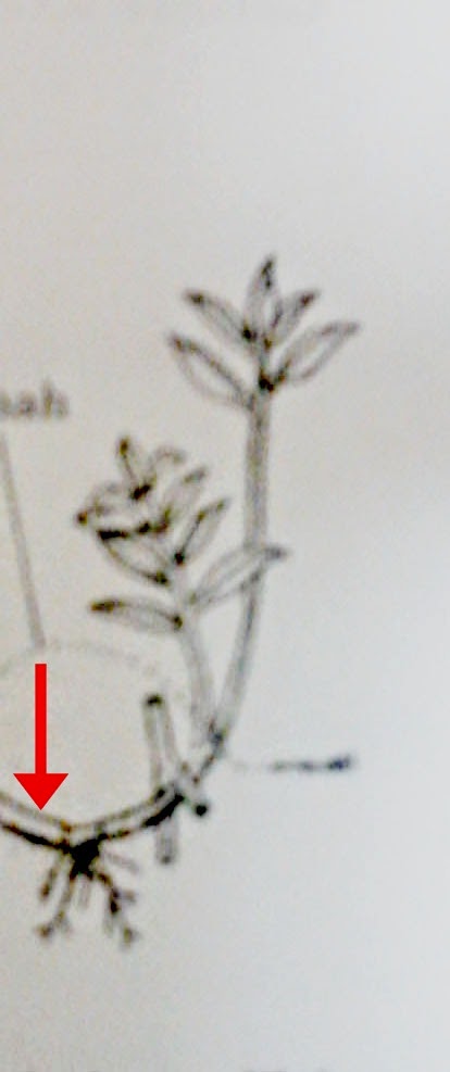 Cara membedakan bibit cangkokan, Okulasi & Merunduk dari penipuan ...