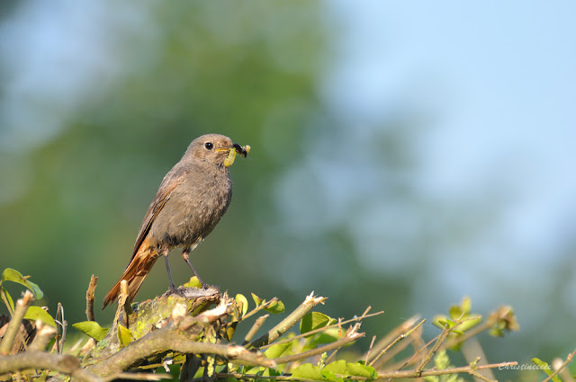 L'ardoise magique: ROUGE QUEUE EN FAMILLE