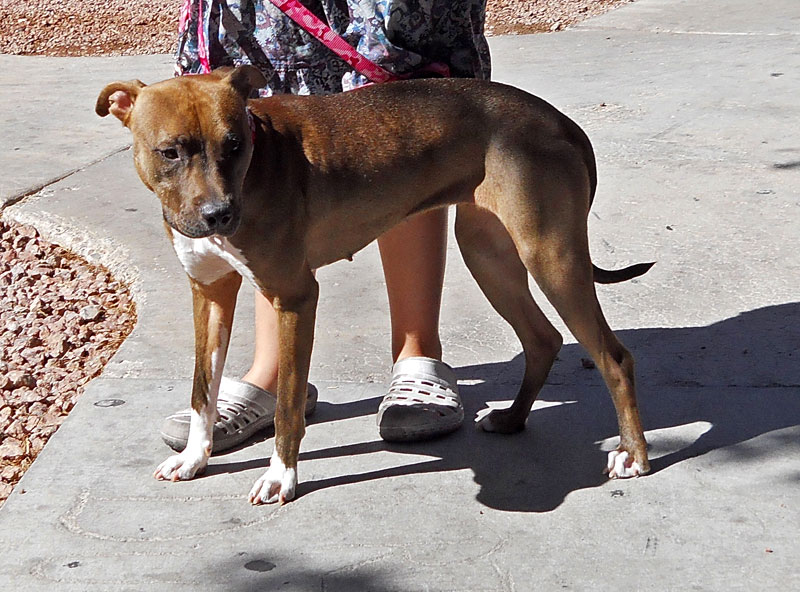 Buckskin Pitbull Colors / Pitbull Breeding Color Chart | Pitbull ...