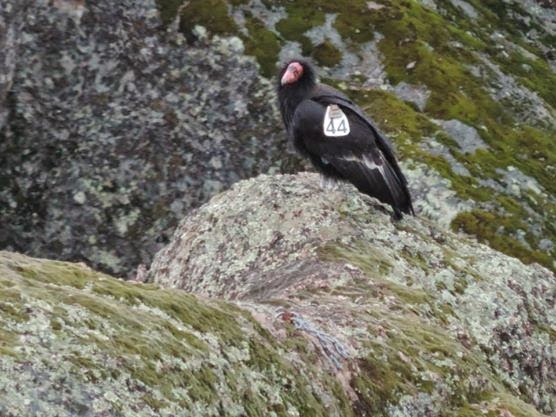 Diary of an Autodidact: The California Condor - Part 3