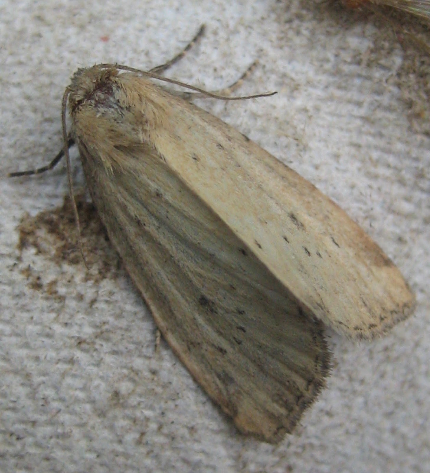 Martin's Moths: Hold the front beige