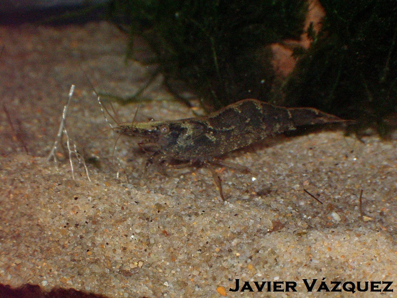 Veterinari@ y Naturaleza: Camarón de río