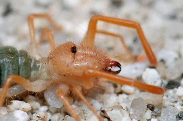 Camel Spiders (20 pics)