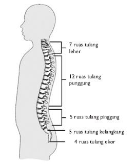 Tulang Penyusun Rangka Tubuh Manusia | Biologi Indonesia