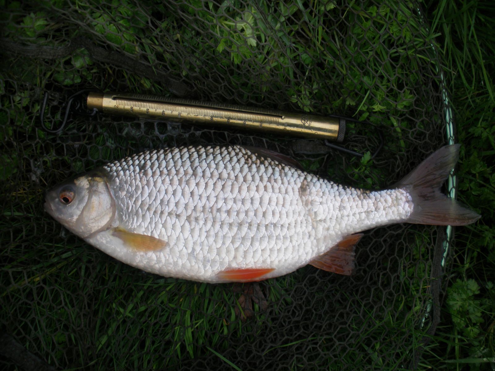 Idler's Quest: Canal Roach on the Pole — Join up the Dots