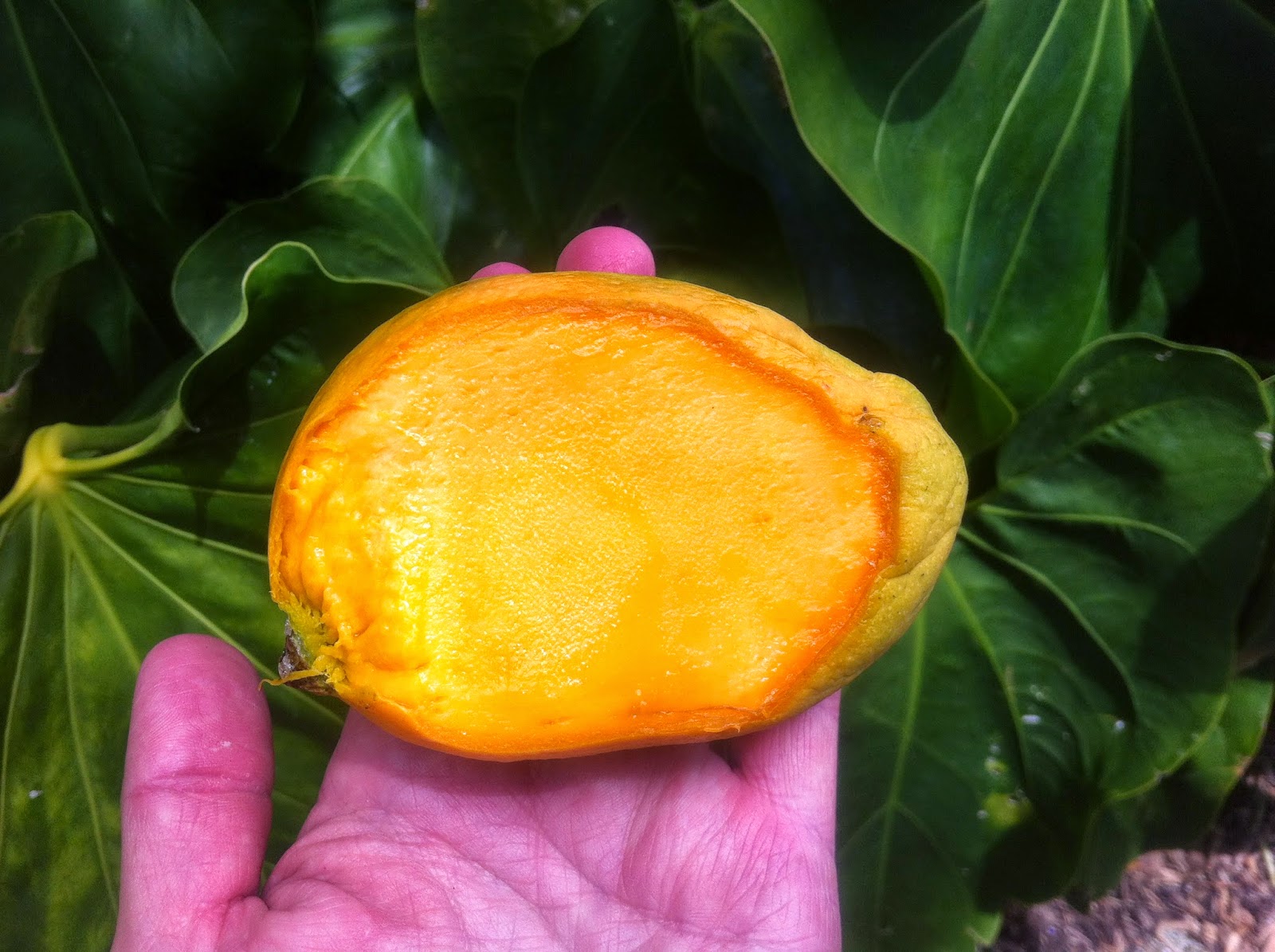 The Mango Report from Truly Tropical: Ripe Fruit