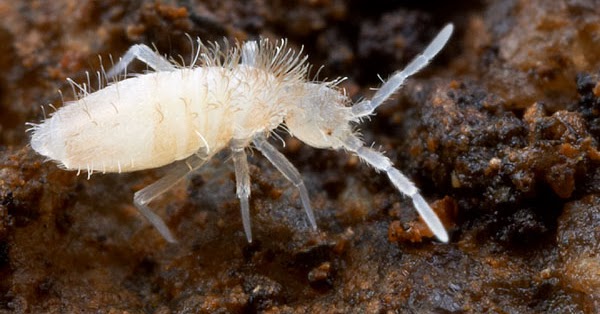 "EntoModa": Collembola