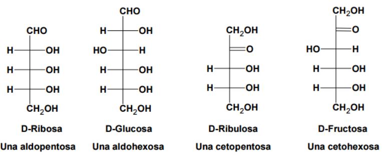 Carbohidratos BIOQUIMICA ENFERMERIA