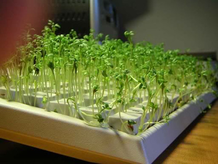 Create A Little Grass Lawn In Keyboard - Just Amazing Things