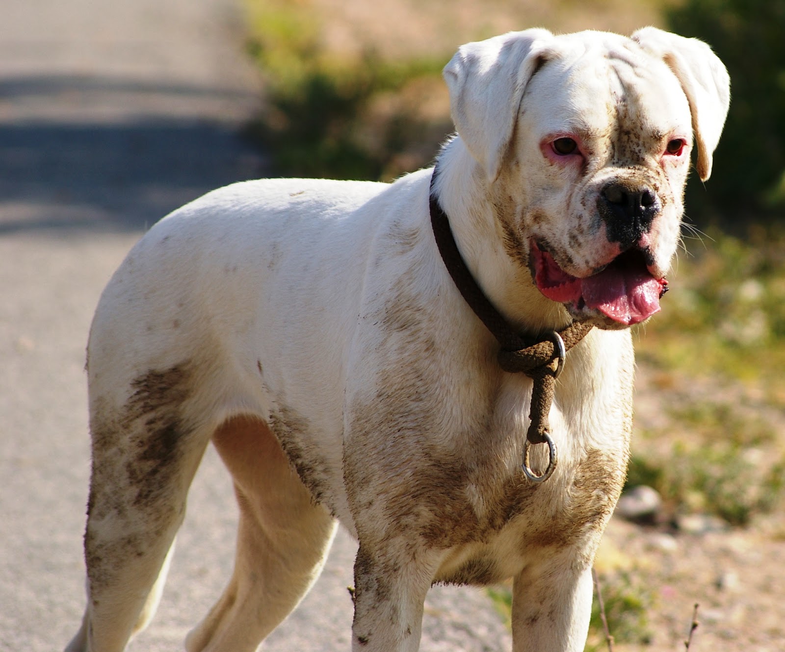 Tiempo de perros: ¿Que es un boxer blanco?