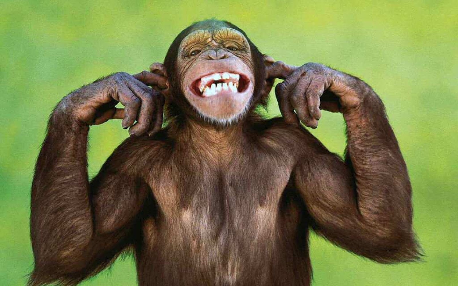 gambar: Gambar Monyet Lengkap