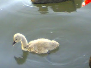 Species Black Swan Australia | Animals In The World