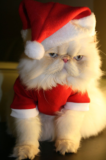 12 Cute Santa Cats That Will Make You Smile | Super Meow Meow