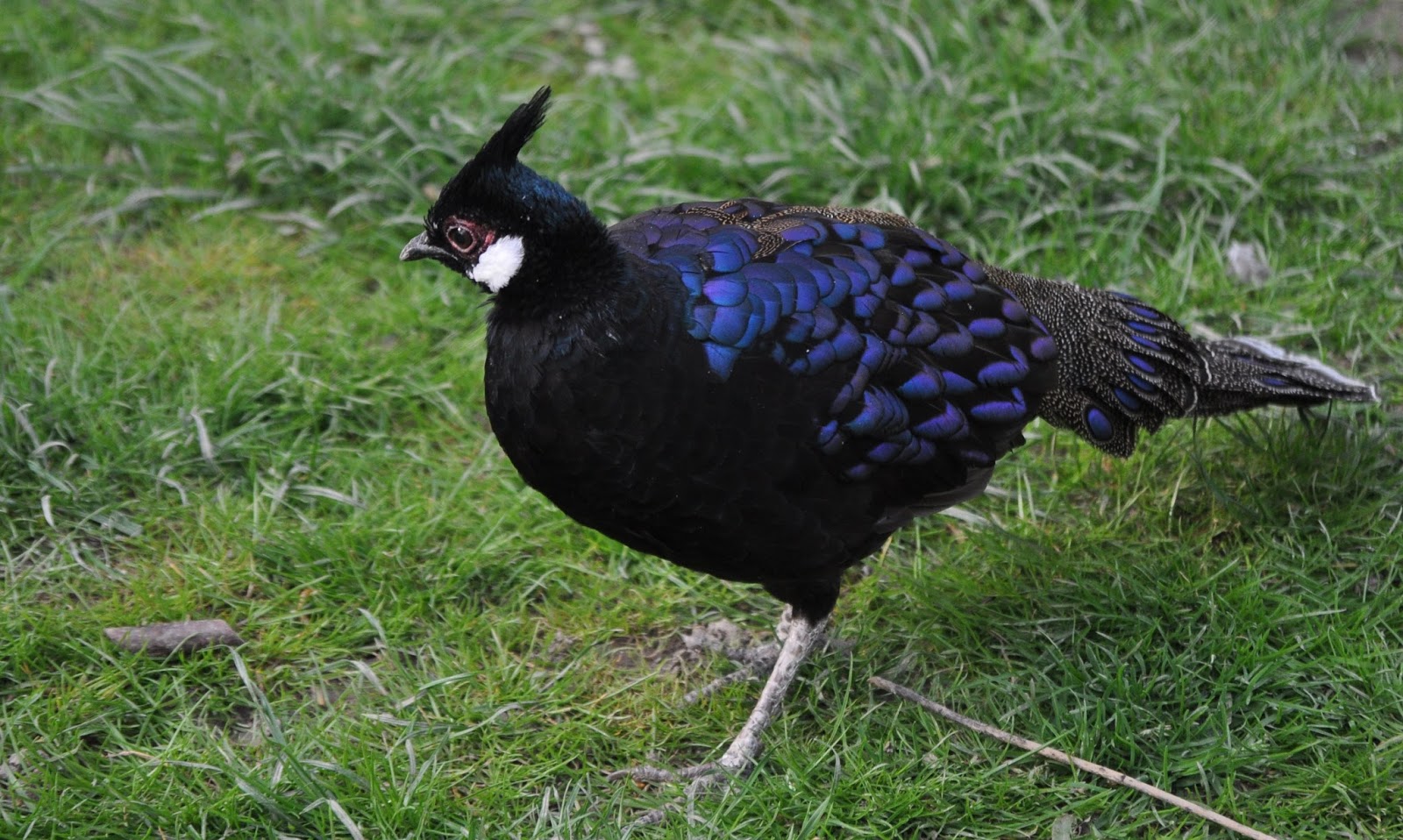 ZOOTOGRAFIANDO (5.836 ANIMALS): FAISÁN DE PALAWAN / PALAWAN PEACOCK ...