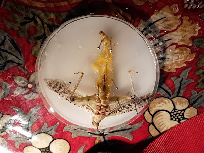 SLHE Science: Locust Dissection