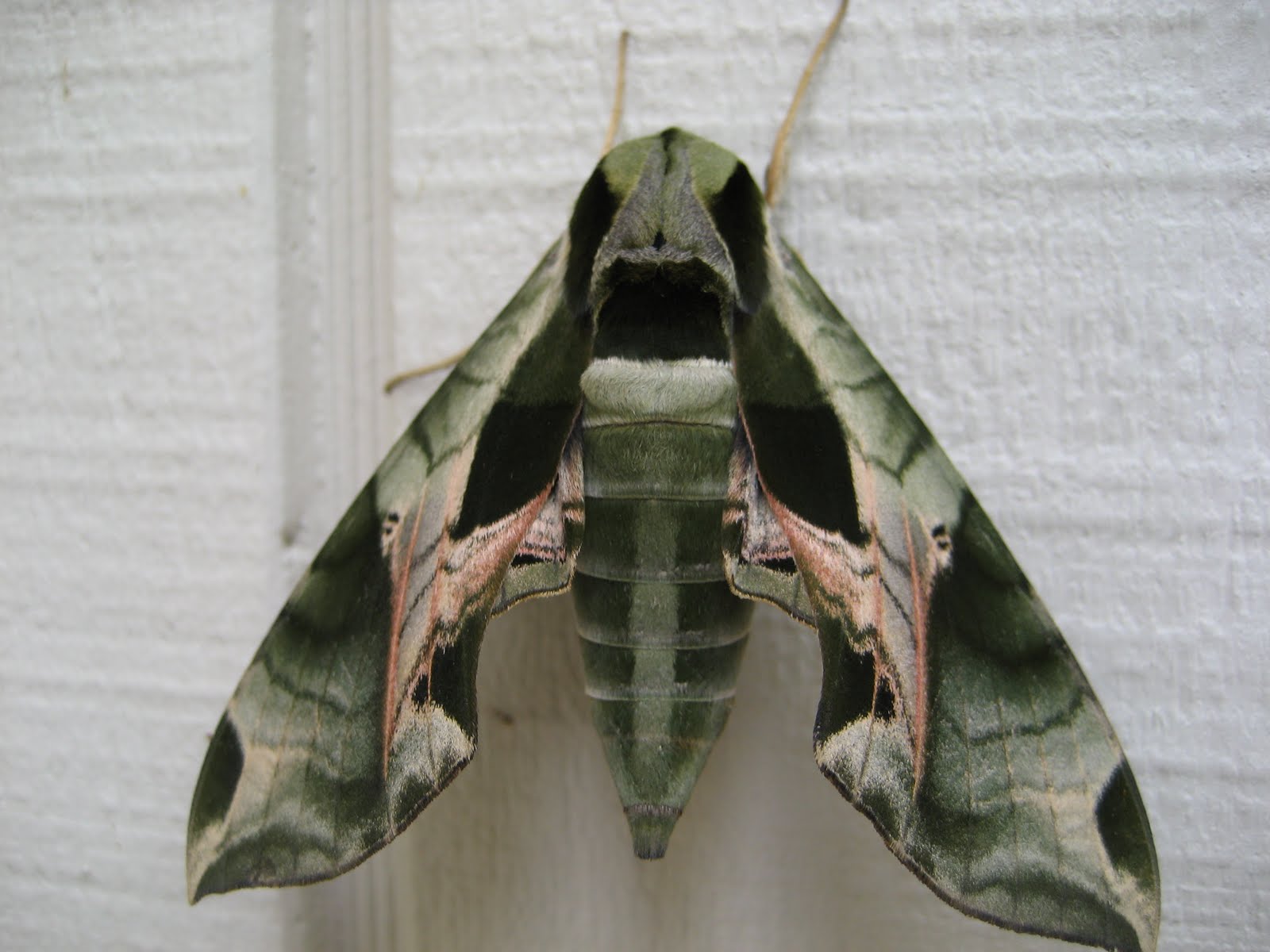 Live with Flair: A Message from a Pandora Sphinx Moth